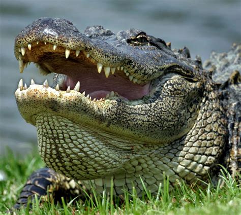 Alabama Alligator Hunting Applications Taken Starting June 4 The Bibb Voice