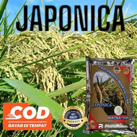 Benih Padi Japonica Kemasan Kg Lazada Indonesia