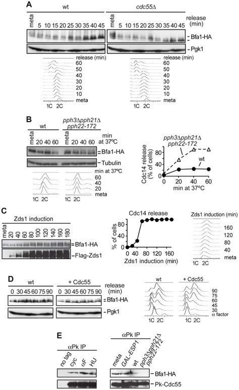 Dual Regulation Of The Mitotic Exit Network Men By Pp2a Cdc55