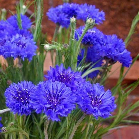 H T Gi Ng Hoa Tr C Mai Xanh Shopee Vi T Nam