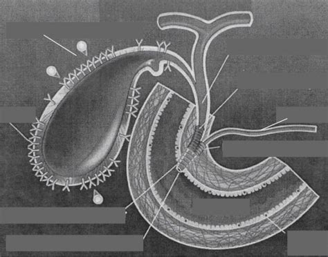 Gallbladder And Duodenum Quiz