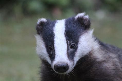 Tejón Fauna Silvestre Salvaje Foto Gratis En Pixabay Pixabay