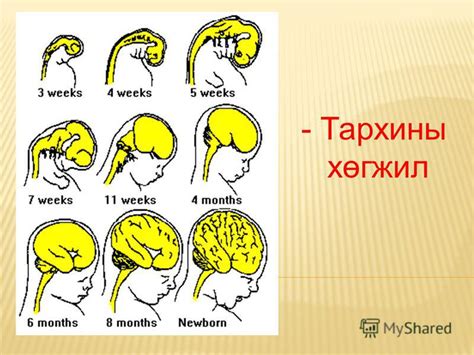Презентация на тему Бэлтгэсэн Д Юра Эрдэмтэд хүний тархийг эртнээс нааш судалсаар ирсэн