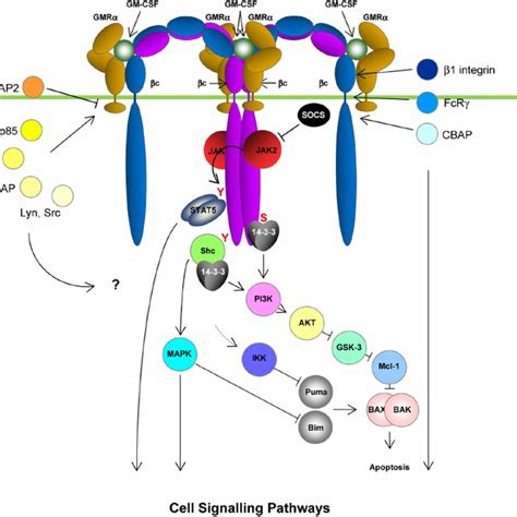 Effect Of Gm Fc On Ba F3 Cells Expressing Full Length Gmr A Isoforms Download Scientific