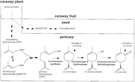 Biosynthetic Pathway Of Limonene And Carvone In Fruits Of Caraway Download Scientific
