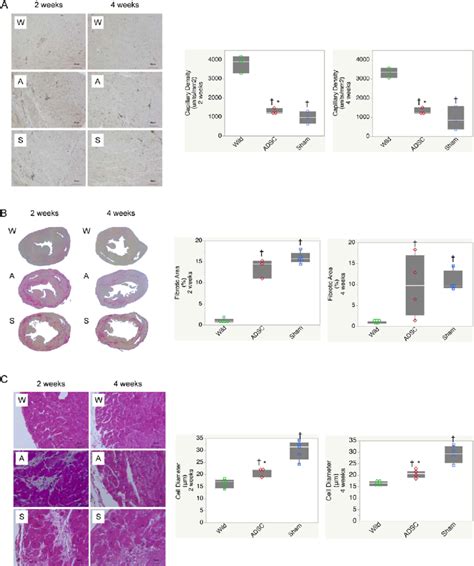 Histological Analysis Of Heart Sections A Capillary Density Was