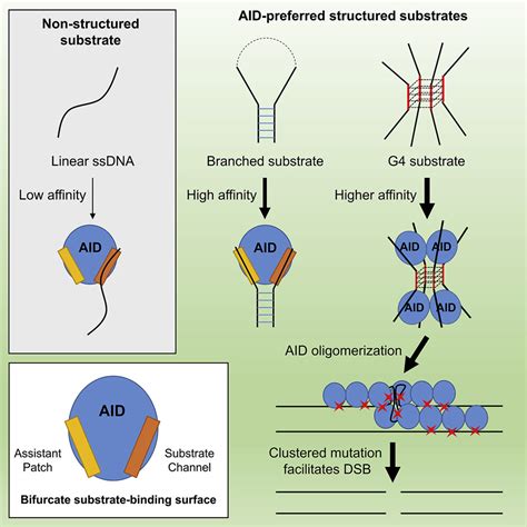 Aid Recognizes Structured Dna For Class Switch Recombination Molecular Cell