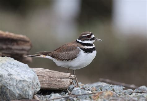 Killdeer Bird Nature Free Photo On Pixabay