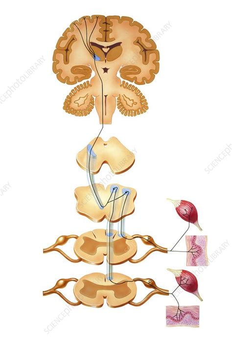 Brain Motor Cortex Pathways Artwork Stock Image C Science Photo Library