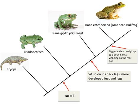 Evolution The American Bullfrog Resource
