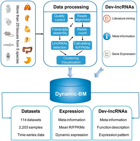 Dynamic Bm Multispecies Dynamic Bodymap Database From Temporal Rna