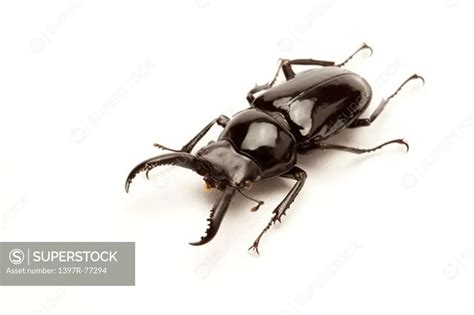 Stag Beetle Beetle Insect Coleoptera Superstock