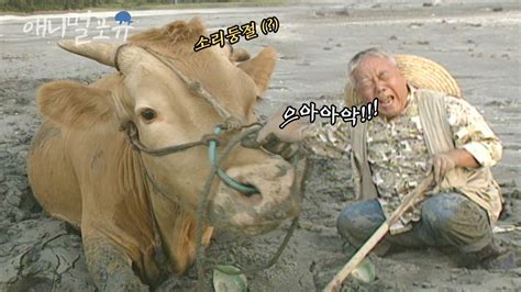 밭 갈러 가다가 주인 할아버지와 함께 갯벌에 빠진 암소 그리고 1시간 후KBS 특종 사건파일 011010 방송 YouTube
