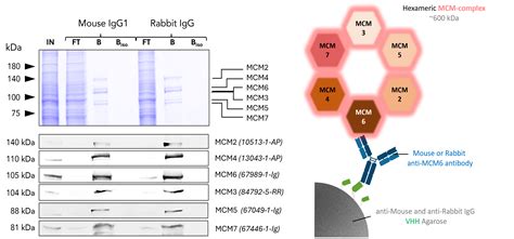Anti Igg Vhh Beads For Immunoprecipitation