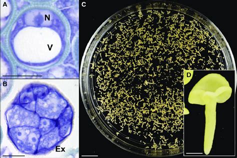 Main Stages Of Stress Induced Microspore Embryogenesis In Brassica Download Scientific Diagram