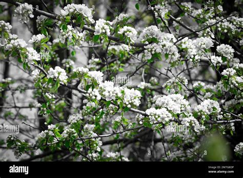 White Flowers Of Blooming Tree In Springtime Black And White Inmage