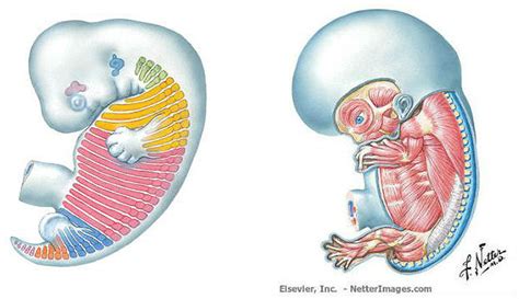 Frank Netter Md The Michelangelo Of Medicine The Atlantic