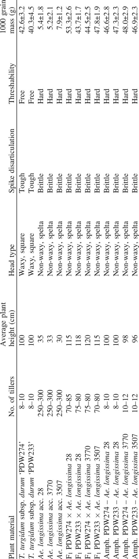 Morphological Characteristics Of Triticum Turgidum Subsp Durum Download Table