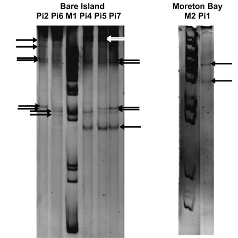 Symbiodinium Spp Single Stranded Conformational Polymorphism Patterns
