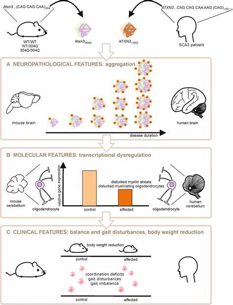 Of Common Findings Of Sca3 Features In Human Patients And Our Atxn3 Ki Download Scientific