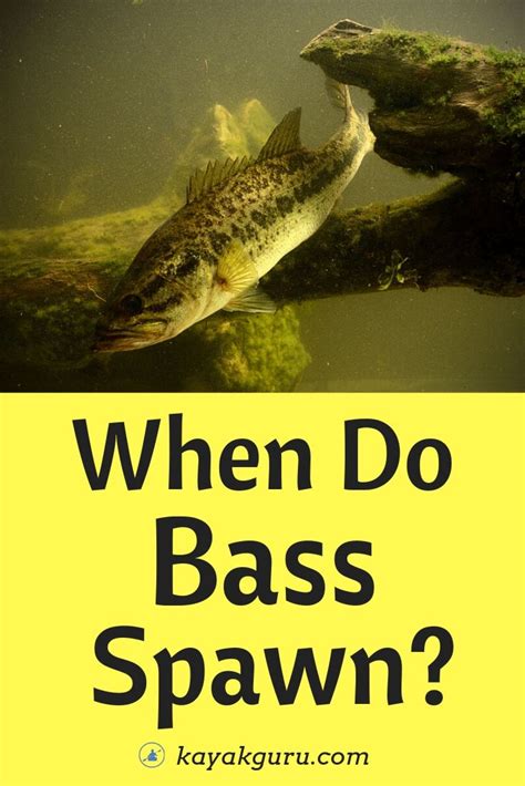 When Do Bass Spawn Largemouth Smallmouth Spawning Times
