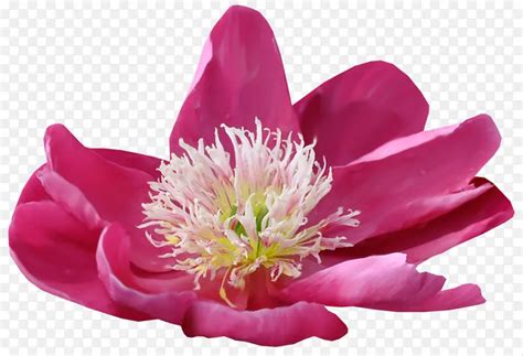 红色花瓣花蕊装饰PNG图片素材下载 图片编号yonmzgal 免抠素材网