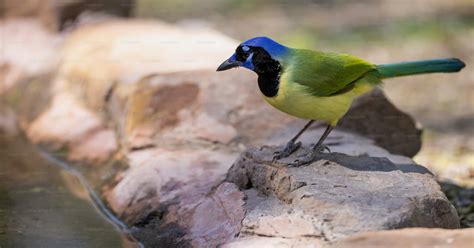 바위 위에 서 있는 파란색과 초록색 새 사진 Unsplash의 야생 조류 이미지