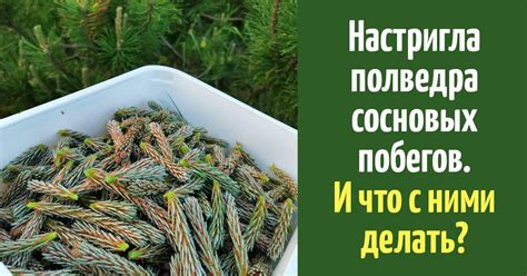 Молодые сосновые побеги как собирать и использовать