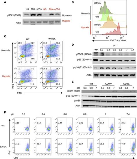 Jci Insight Tsc2 S1365a Mutation Potently Regulates Cd8 T Cell Function And Differentiation