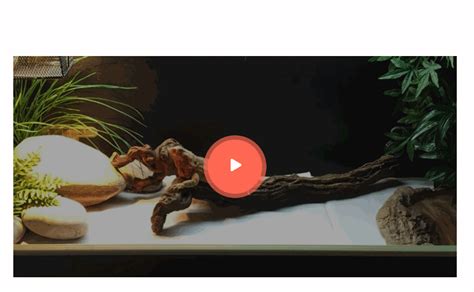 Getwid Blocks Video Popup Gutenberg Block Motopress