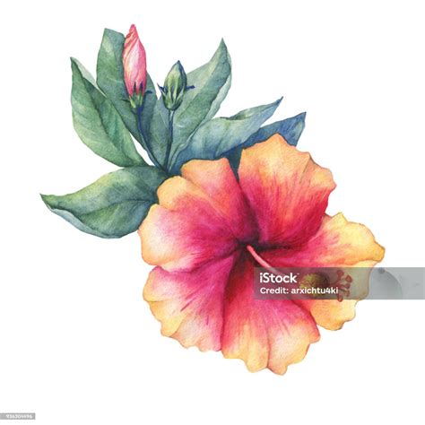 복숭아 핑크 히 비 스커 스 꽃입니다 수채화 손으로 그린 그림을 흰색 배경에 고립 된 그림 히비스커스에 대한 스톡 벡터 아트 및 기타 이미지 Istock