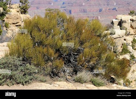 Mormon Tea Or Green Ephedra Ephedra Viridis Is A Non Toxic Shrub