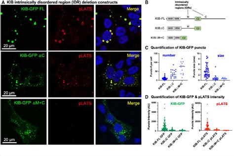 Intrinsically Disordered Regions Idrs Are Required For Kib To Form