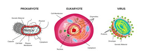 Cells For The Dat — Shemmassian Academic Consulting