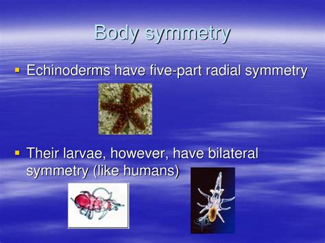 Phylum Echinodermata Biology Ppt Download