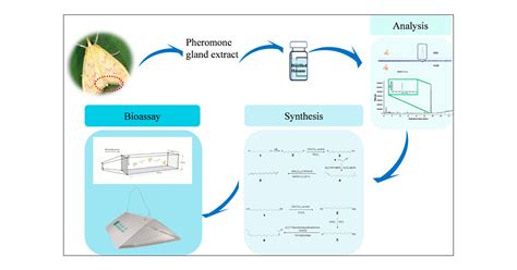Structure Synthesis And Bioassays Of Sex Pheromone For Pyrausta Machaeralis Lepidoptera