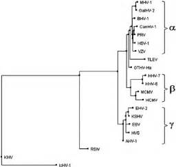 Maximum Likelihood Based Phyml Program Produced Phylogram Of Tlev Dna Download Scientific