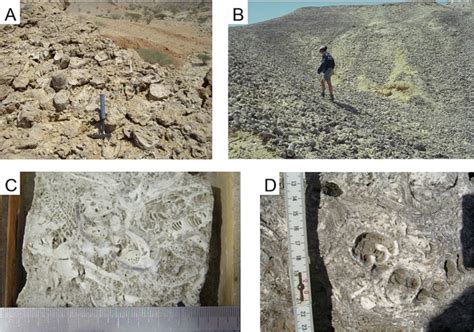 Cretaceous Rudist Bivalves A Bedding Plane View Of Rudists In