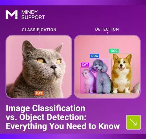 Image Classification Vs Object Detection Everything You Need To Know