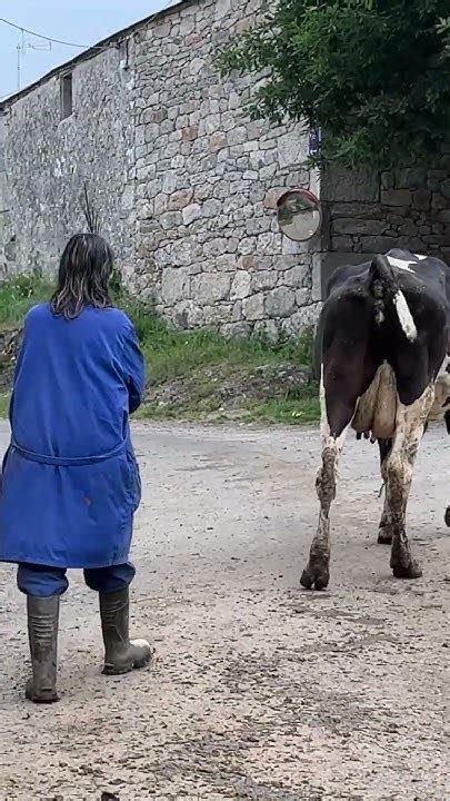 걸으면서 똥 지리는 젖소 Youtube