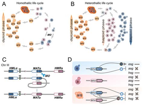 Ijms Free Full Text Practical Approaches For The Yeast