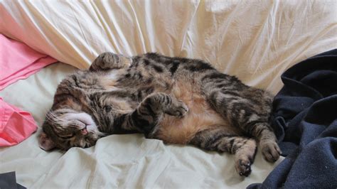 Gettin Tknow The Buffalo Man Better Dqs Miscellaneous Garage Mlp Forums