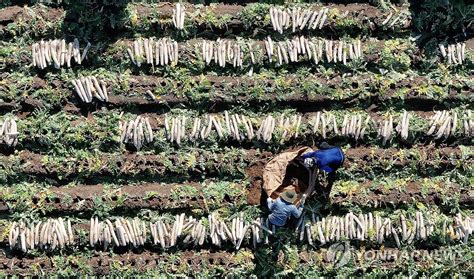 단무지용 무 수확 한창 연합뉴스