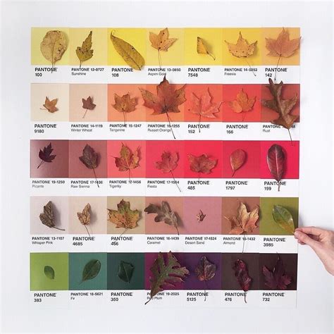 Autumn Leaf Color Chart Autumn Leaf Color Chart