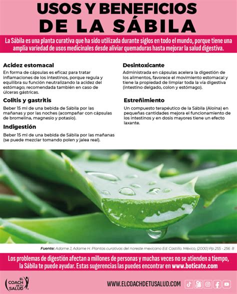 Descubre El Poder Curativo De La Sábila El Coach De Tu Salud