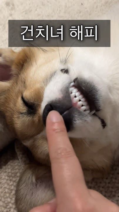 건치녀 해피 웰시코기 코기 강아지 쇼츠 개 반려견 반려동물 애완동물 애완견 동물 동물농장 Shorts