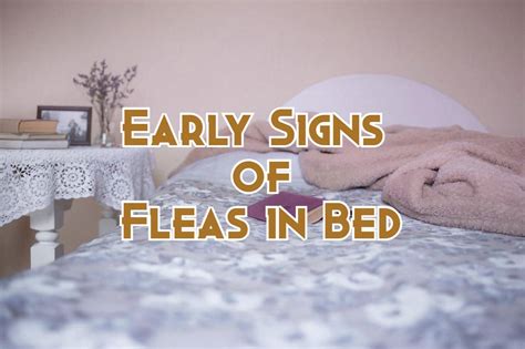 Fleas In House Signs