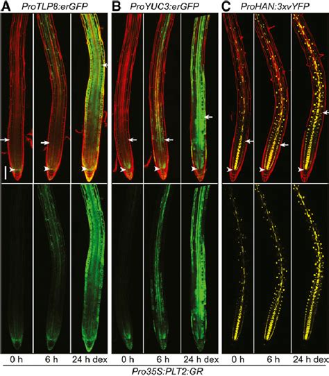 PLT2 Expression Pattern Influences the Boundary of Meristem Target Gene ...