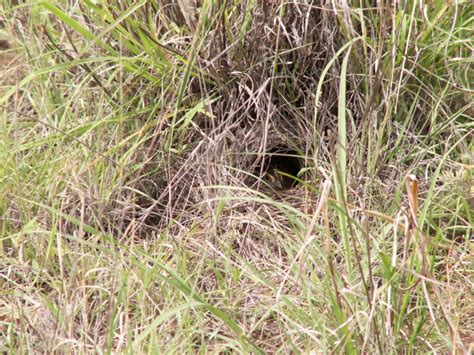 The Secret Lives Of Grasshopper Sparrows The Secret Lives Of Grasshopper Sparrows