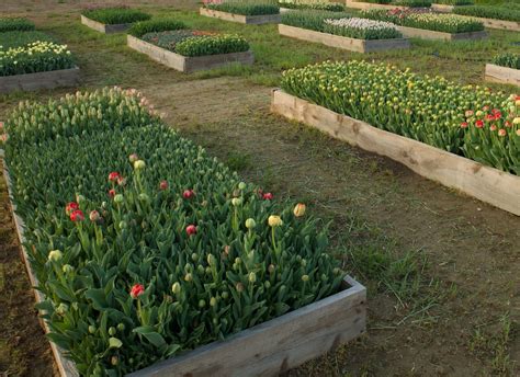 Field To Vase Early Morning Tulip Harvest Rooted Flowers
